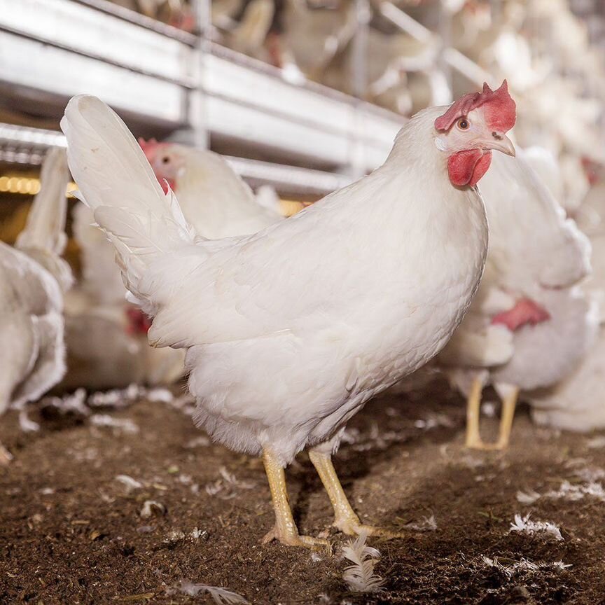 Куры несушки белые