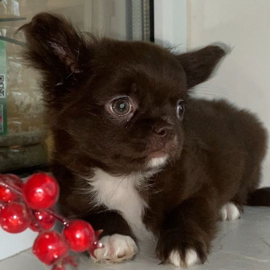 Мальчик Яша