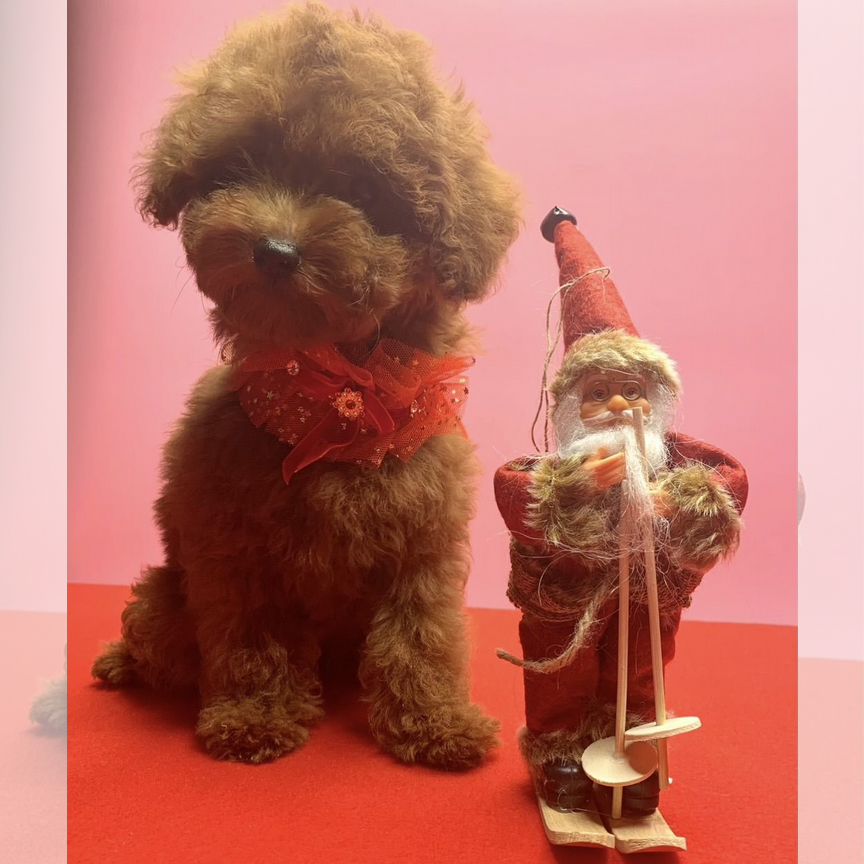 Той-пудель, щенок