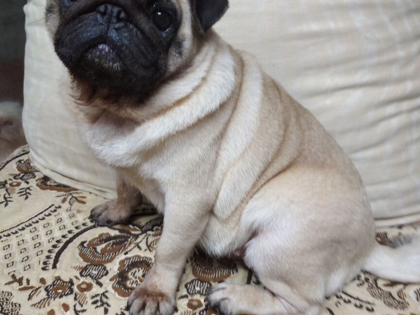 Мопс