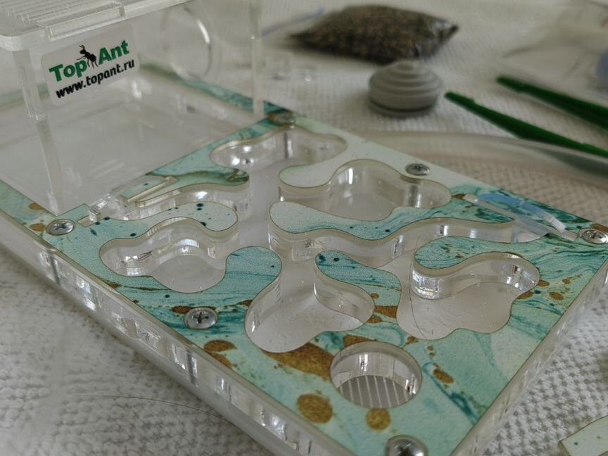 Муравьиная ферма, новая