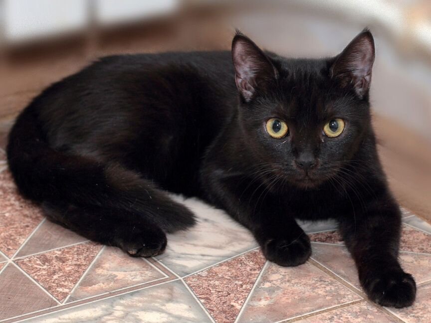 Котенок в добрые руки