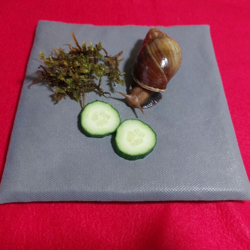 Мат для улиток