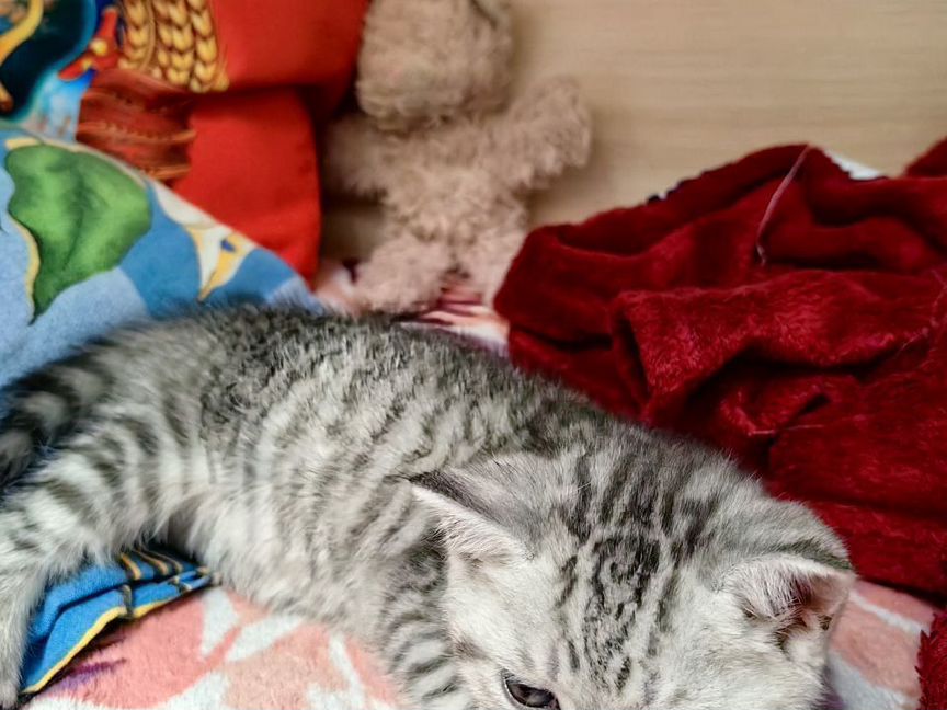 Шотландские котята