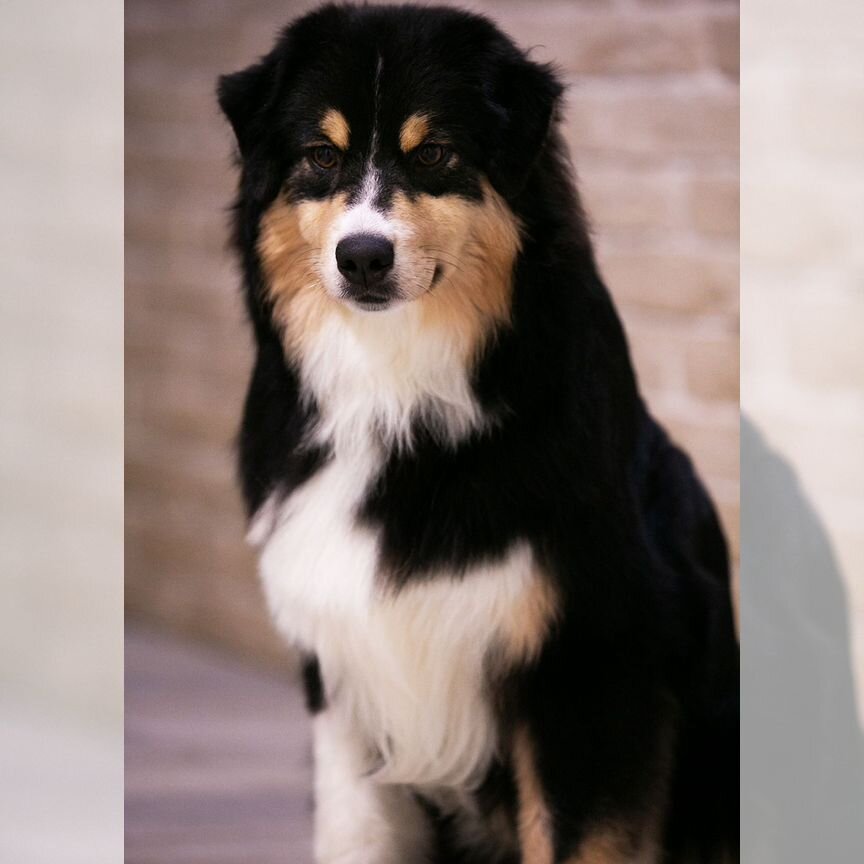 Австралийская овчарка, щенок