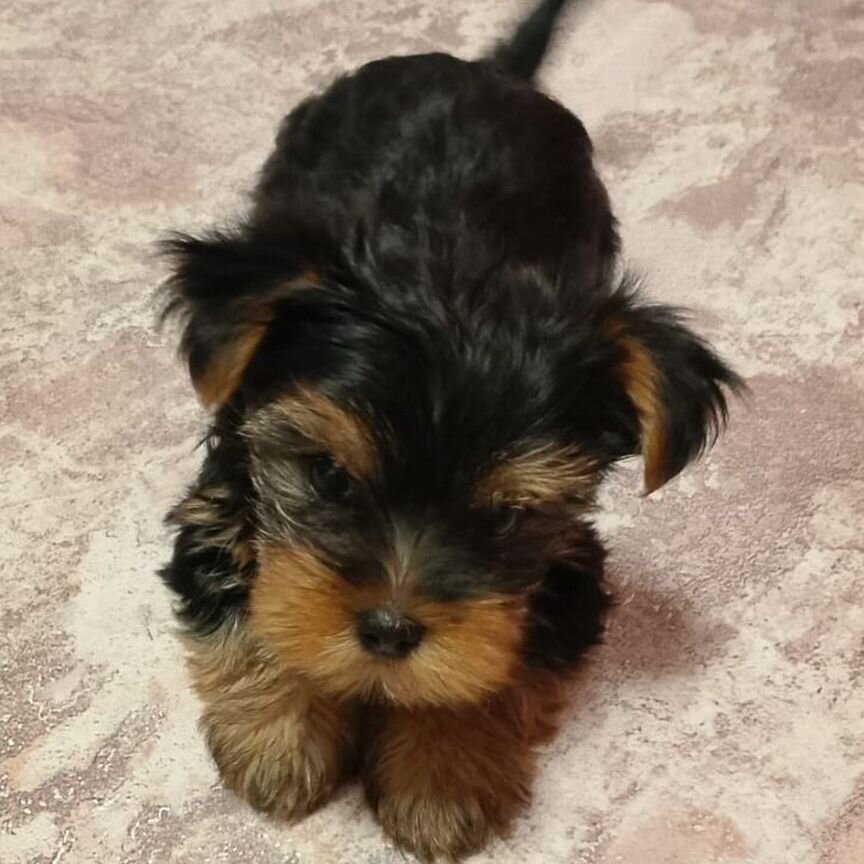 Йоркширский терьер, щенок