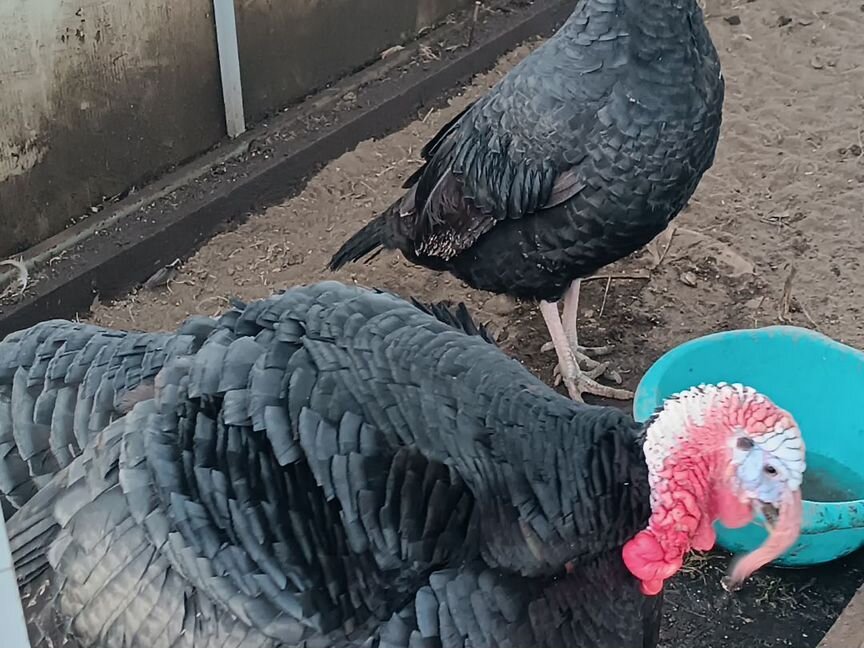 Индюки живым весом