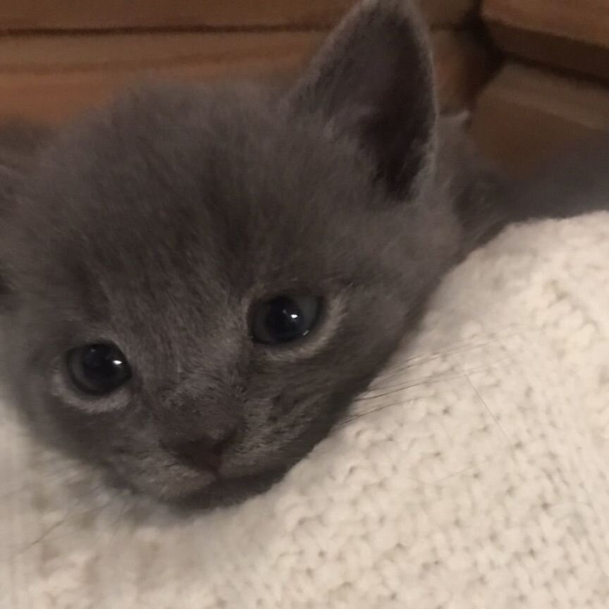 Шотландский прямоухий короткошёрстный котёнок