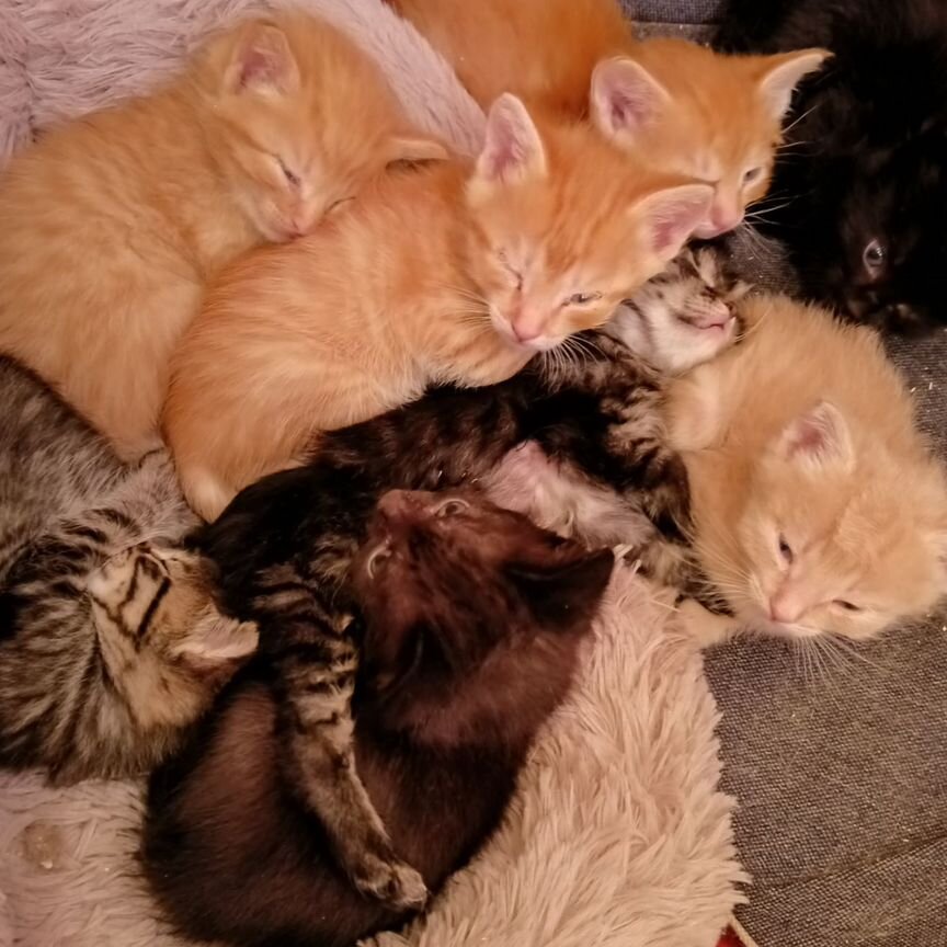 Котёнок в добрые руки