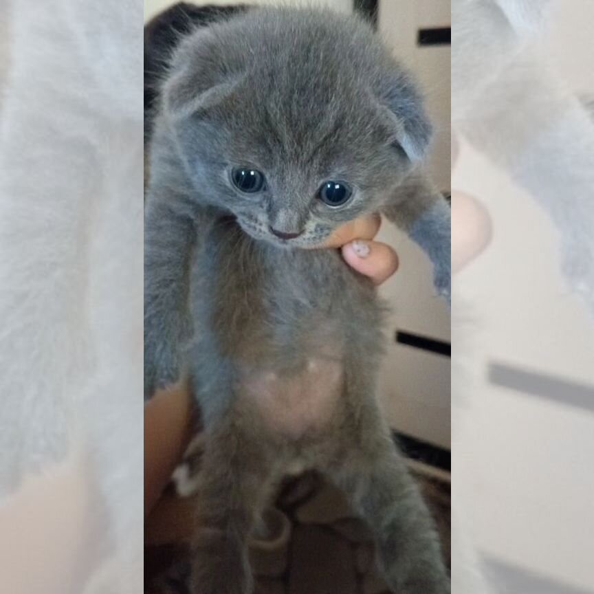 Шотландский вислоухий длинношёрстный котёнок