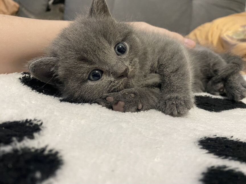 Британские котята
