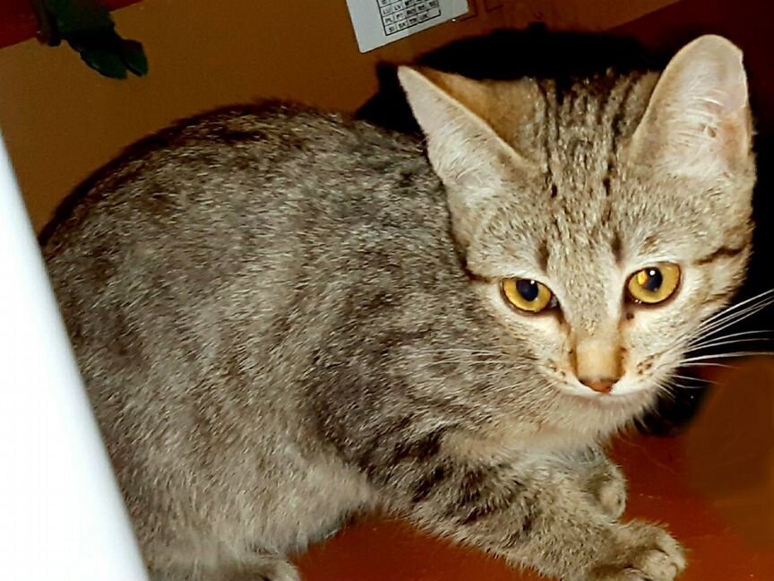 Кошки в добрые руки бесплатно