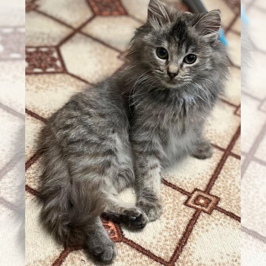 Котенок в добрые руки