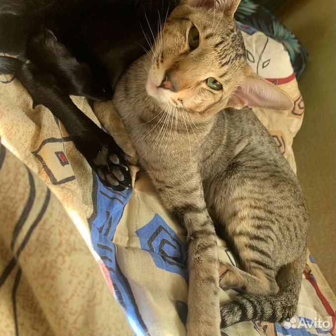 Ориентальный кот