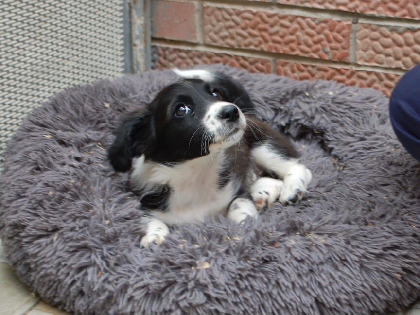 Собака в добрые руки, щенок