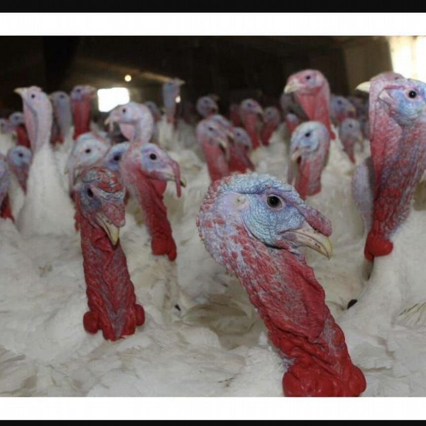 Инкубационное яйцо индейки