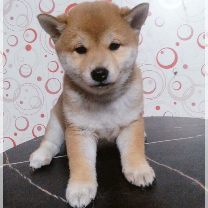 Сиба-ину, щенок