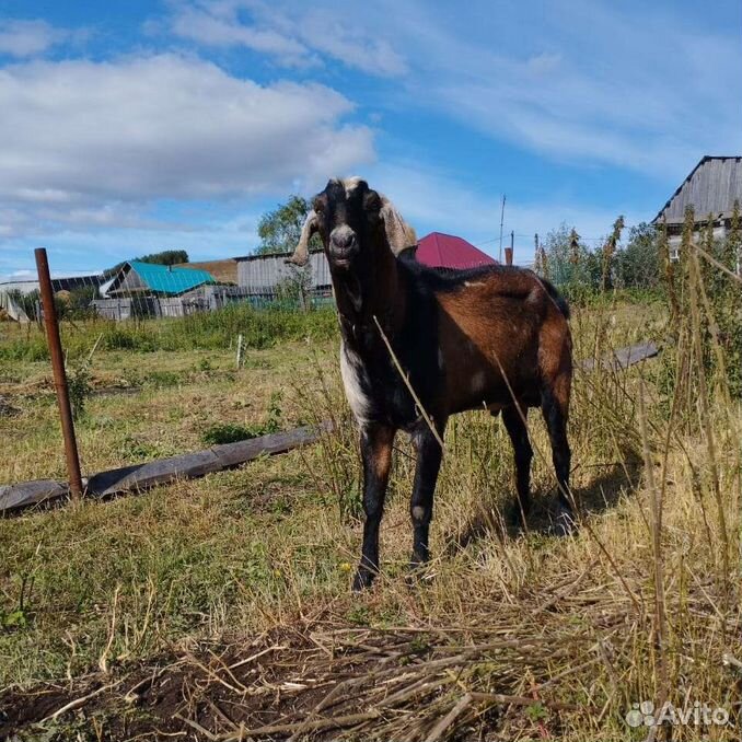 Англо - Нубийские козы