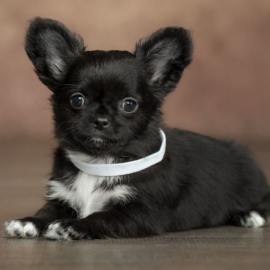 Чихуахуа, щенок