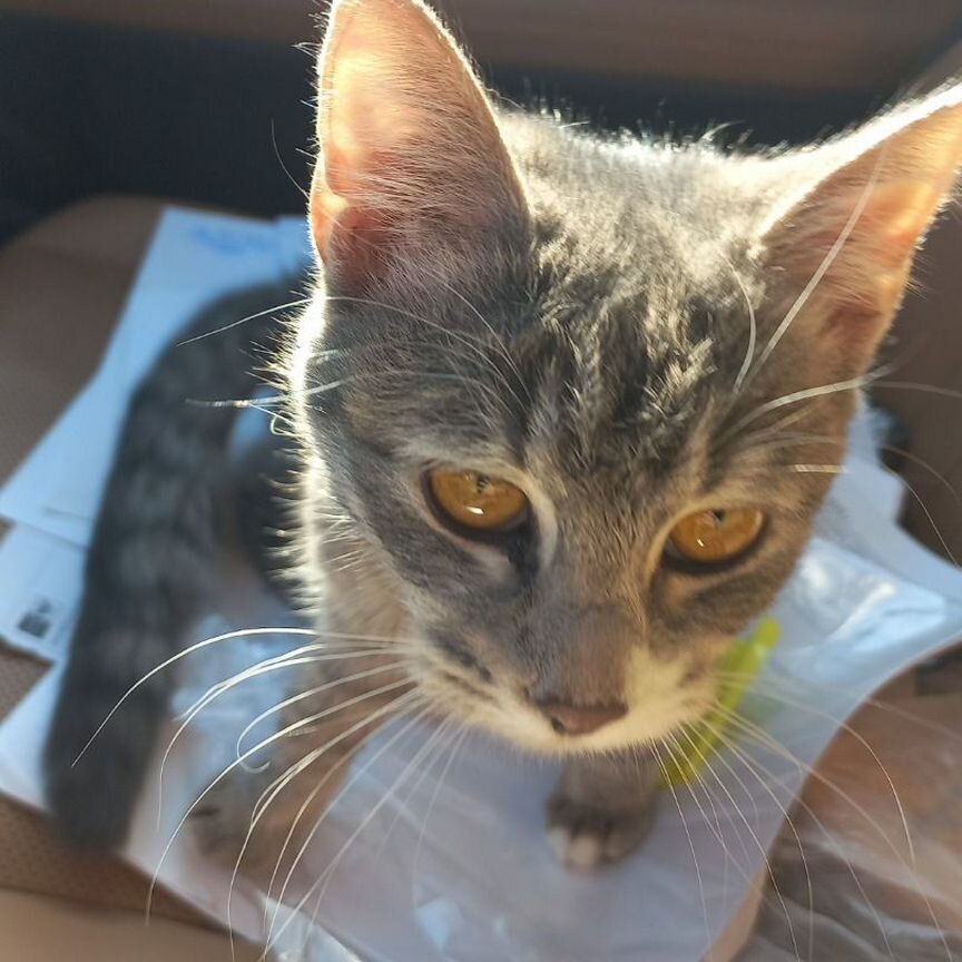 Нашлась кошка