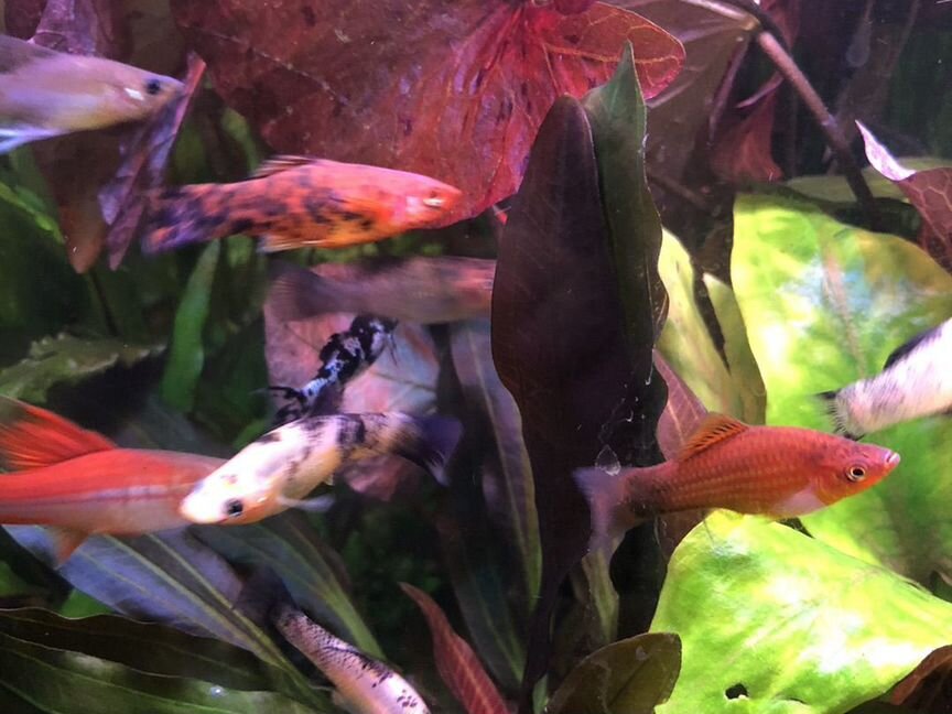 Аквариумное растение рыбки моллинезия пицилия