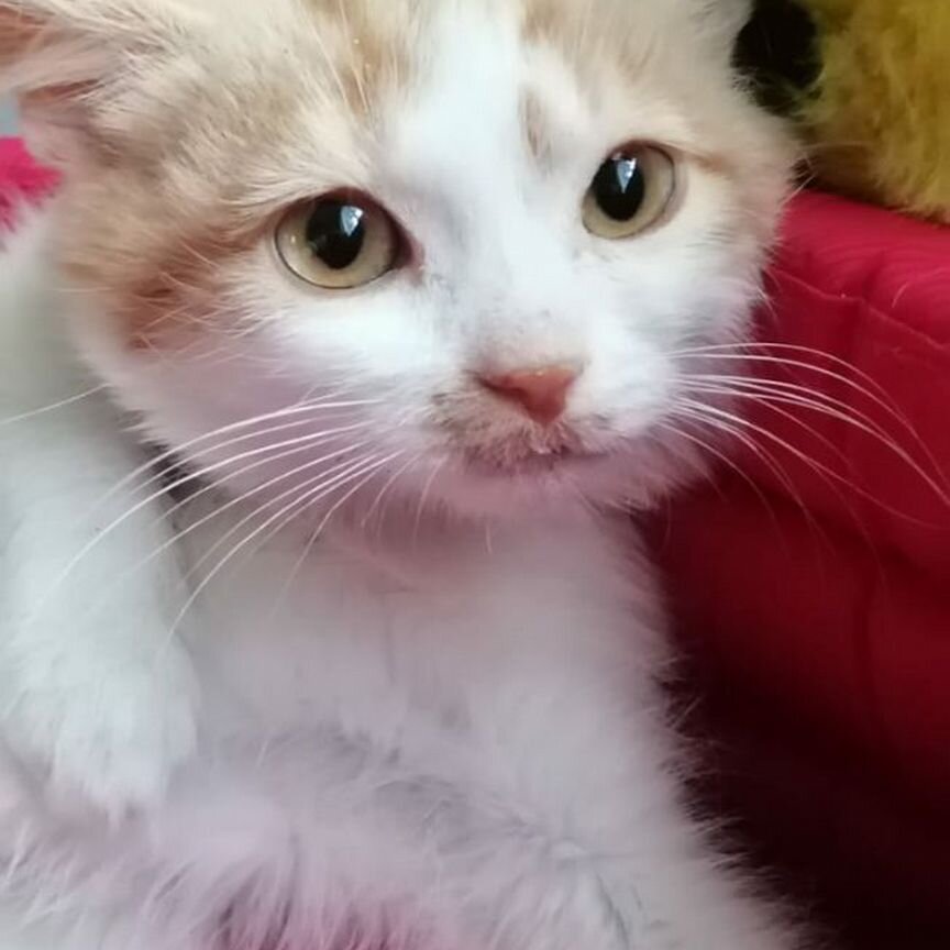 Девочка, 3 месяца, стерилизована, лоток знает