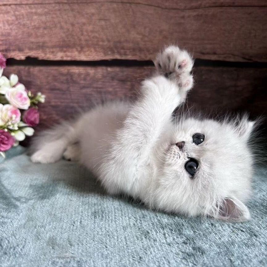 Персидский котёнок