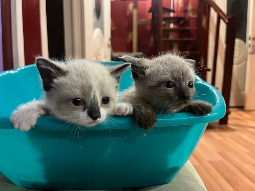 Котята от сиамской кошки