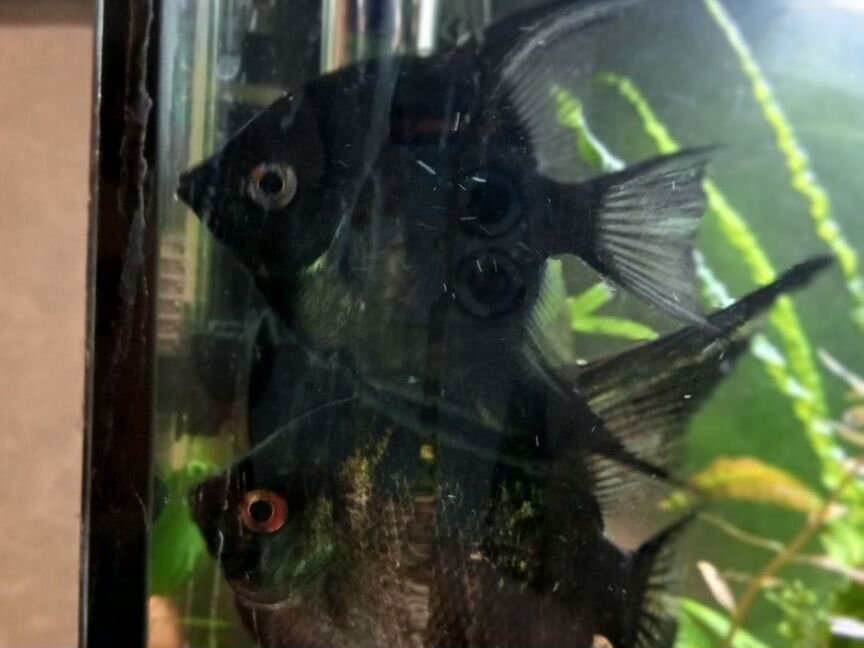 Скалярии мраморные