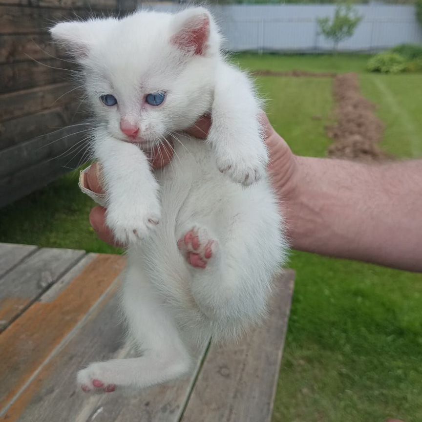 Котята в добрые руки бесплатно