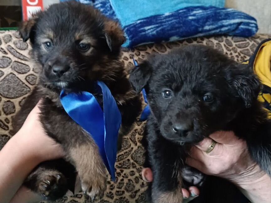 Щенки в добрые руки