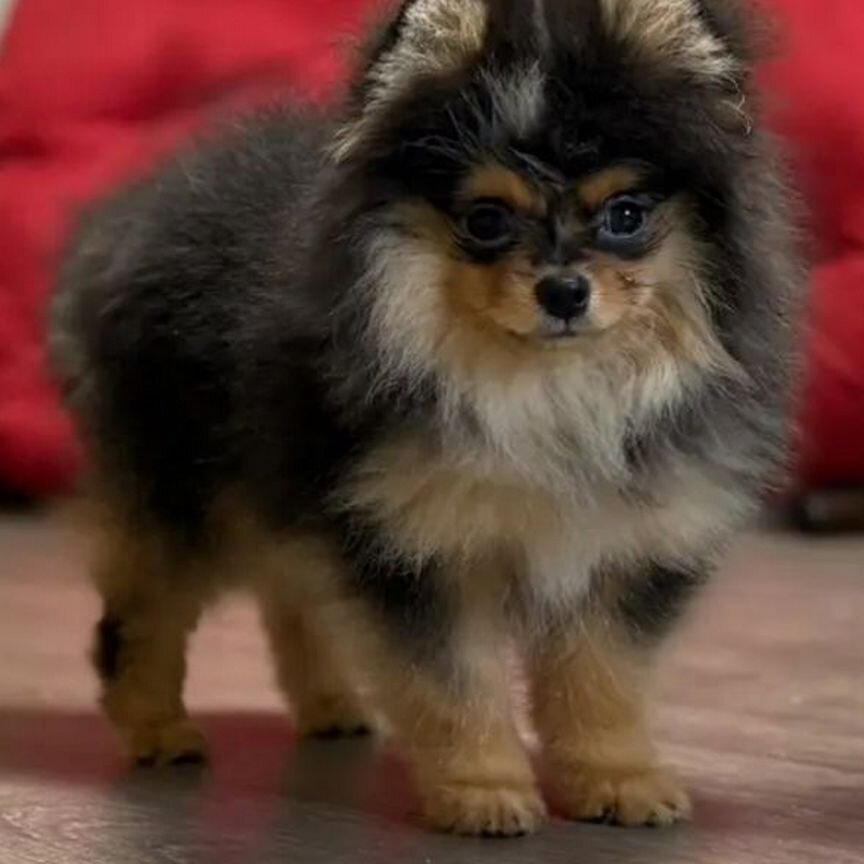 Померанский шпиц, щенок