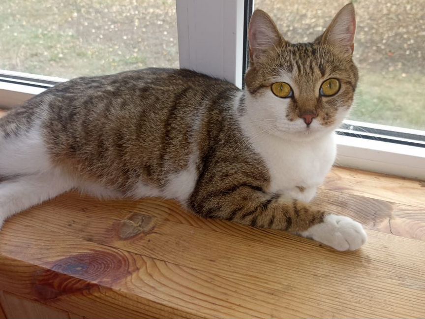 Кошка в дар бесплатно