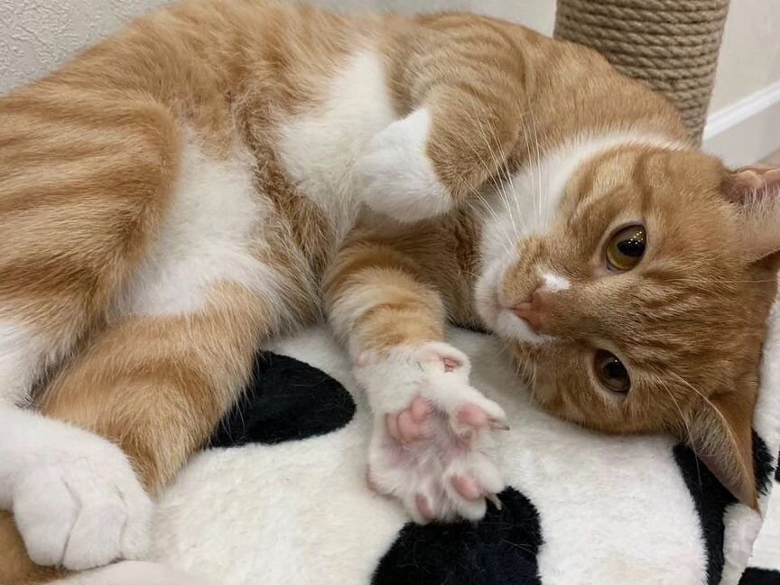 Рыжий котик Медок в дар