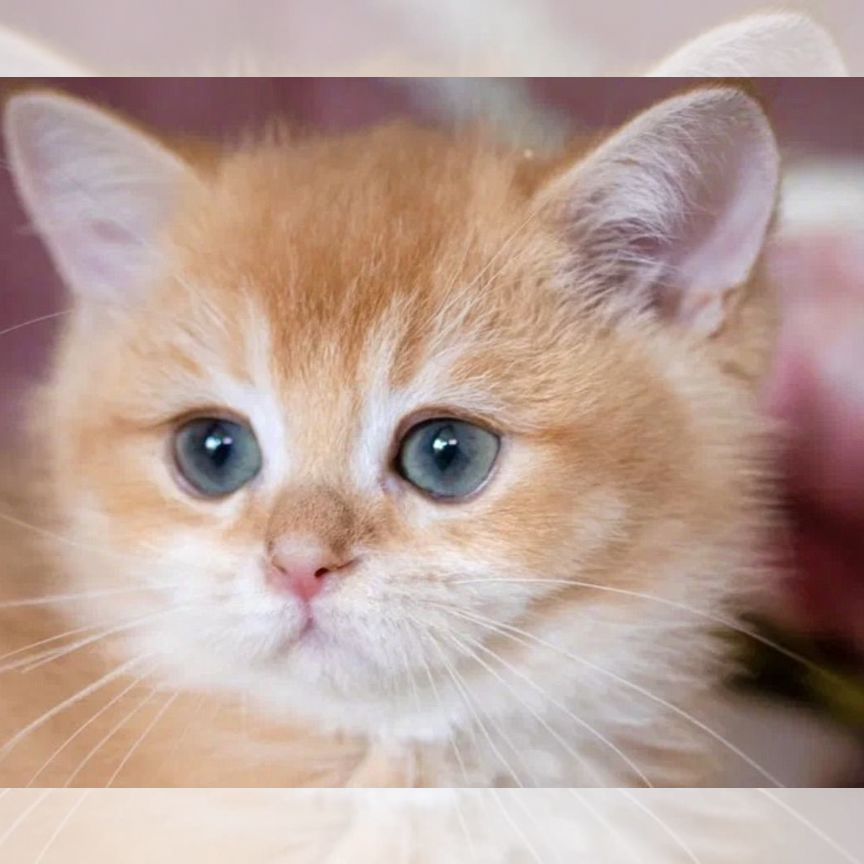 Британский короткошёрстный котёнок