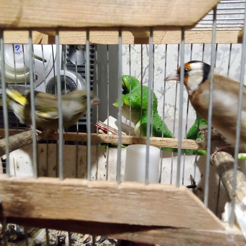 Продам щеглов певец