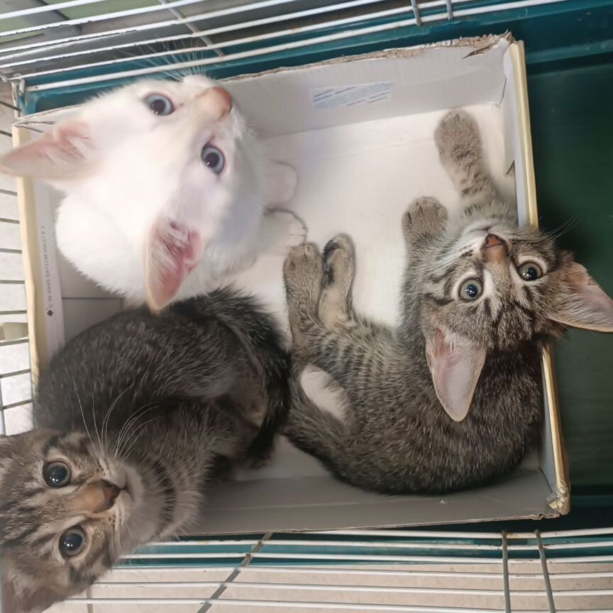 Котёнок в добрые руки