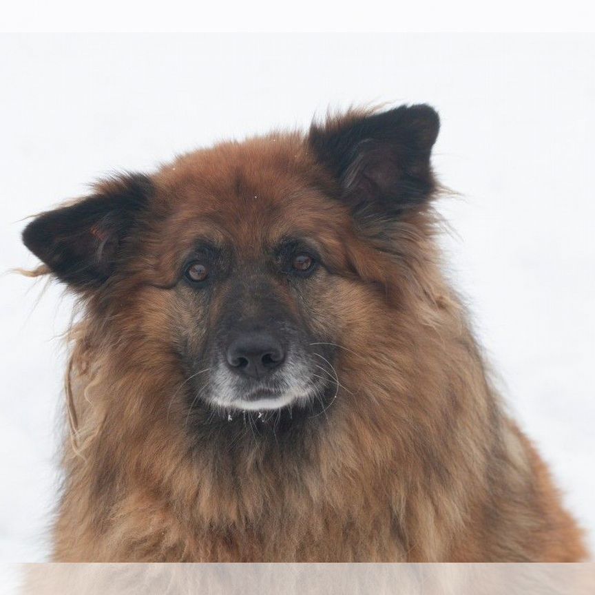 Взрослый пёс в добрые руки