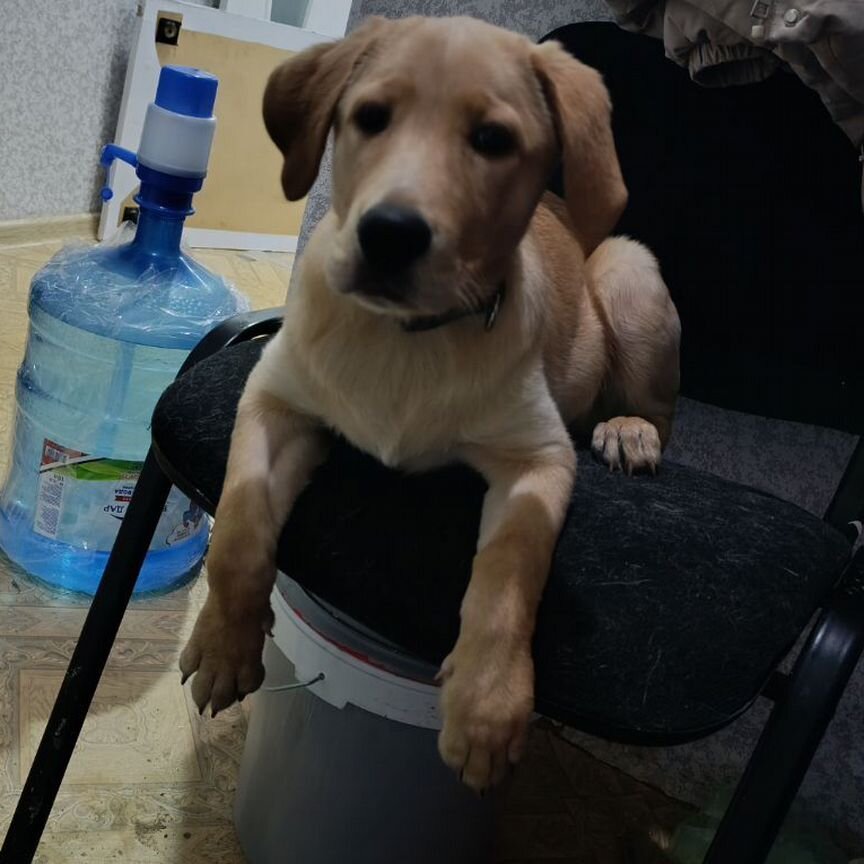 Лабрадор-ретривер, щенок