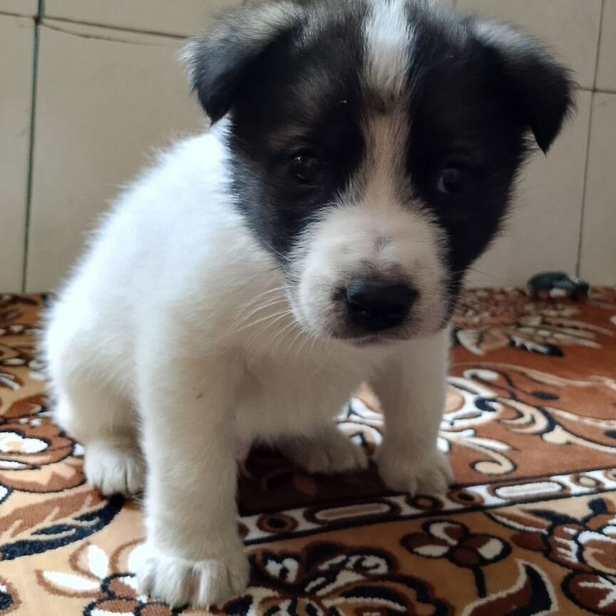 Щенок в добрые руки