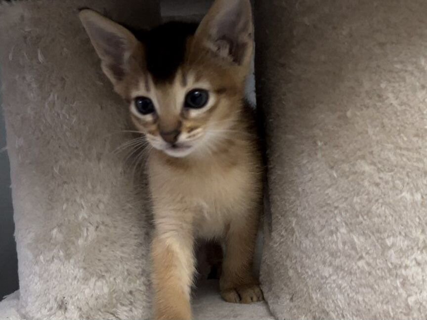 Абиссинские котята