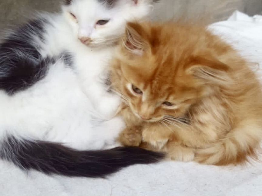 Котёнок бело-чёрный, рыжий и белый. Бесплатно