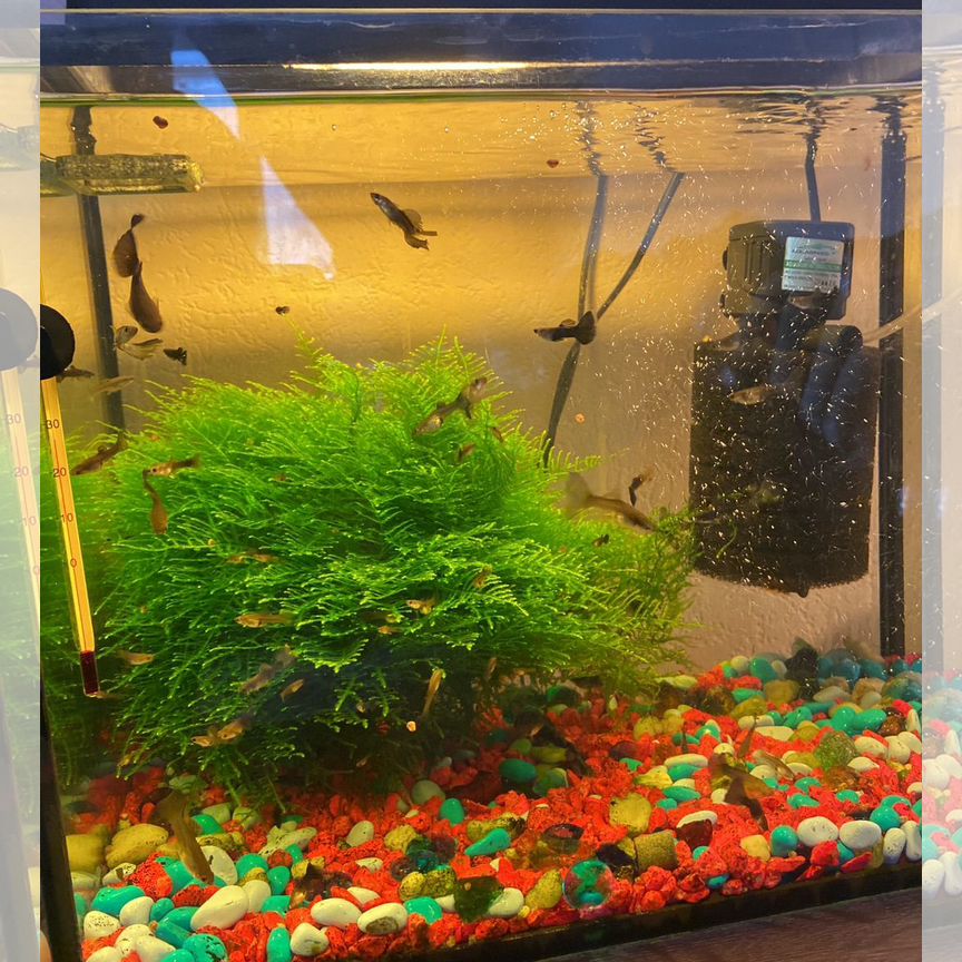 Рыбки гуппи и миченгсец