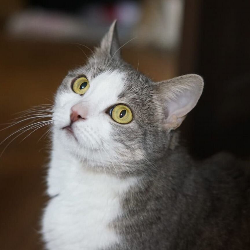 В добрые руки