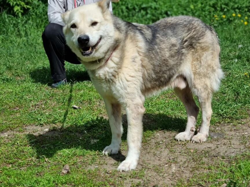 Добрый Тимур ждет в приюте Некрасовка. В дар