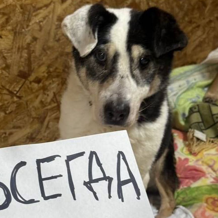 Взрослый пёс в добрые руки