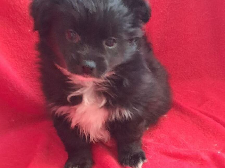 Шпиц + чихуа