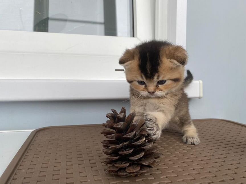 Шотландские вислоухие золотые котята