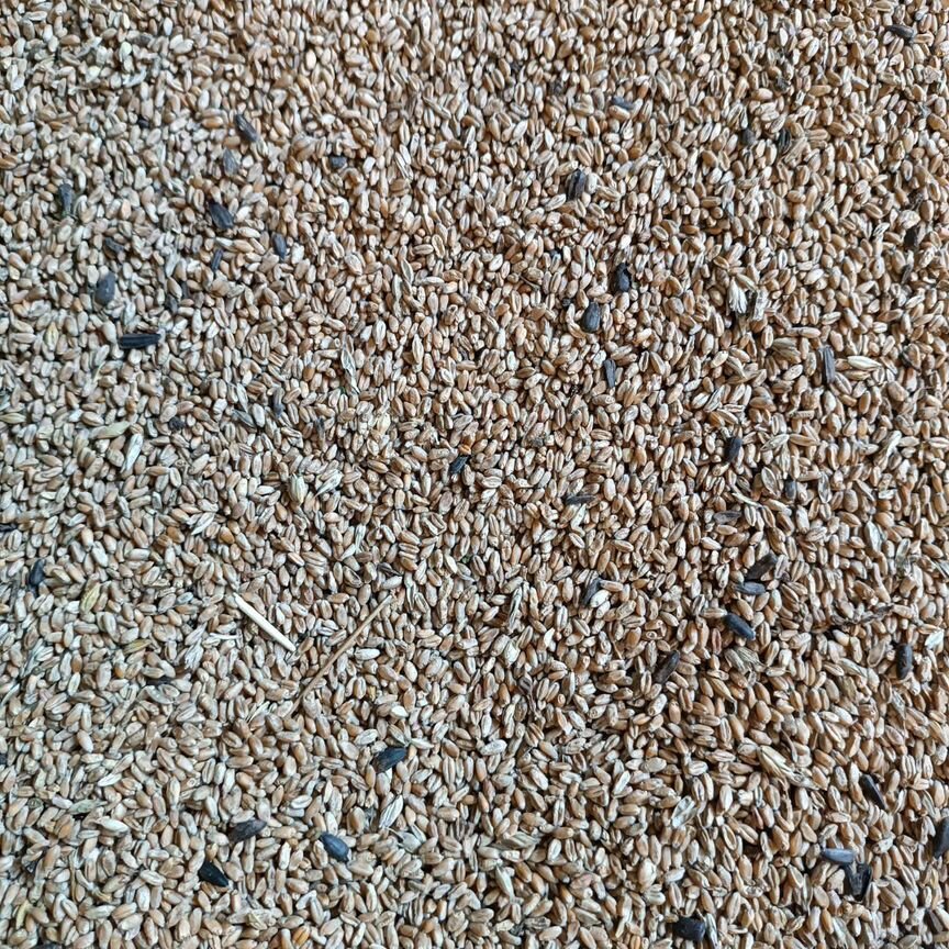 Яровая пшеница