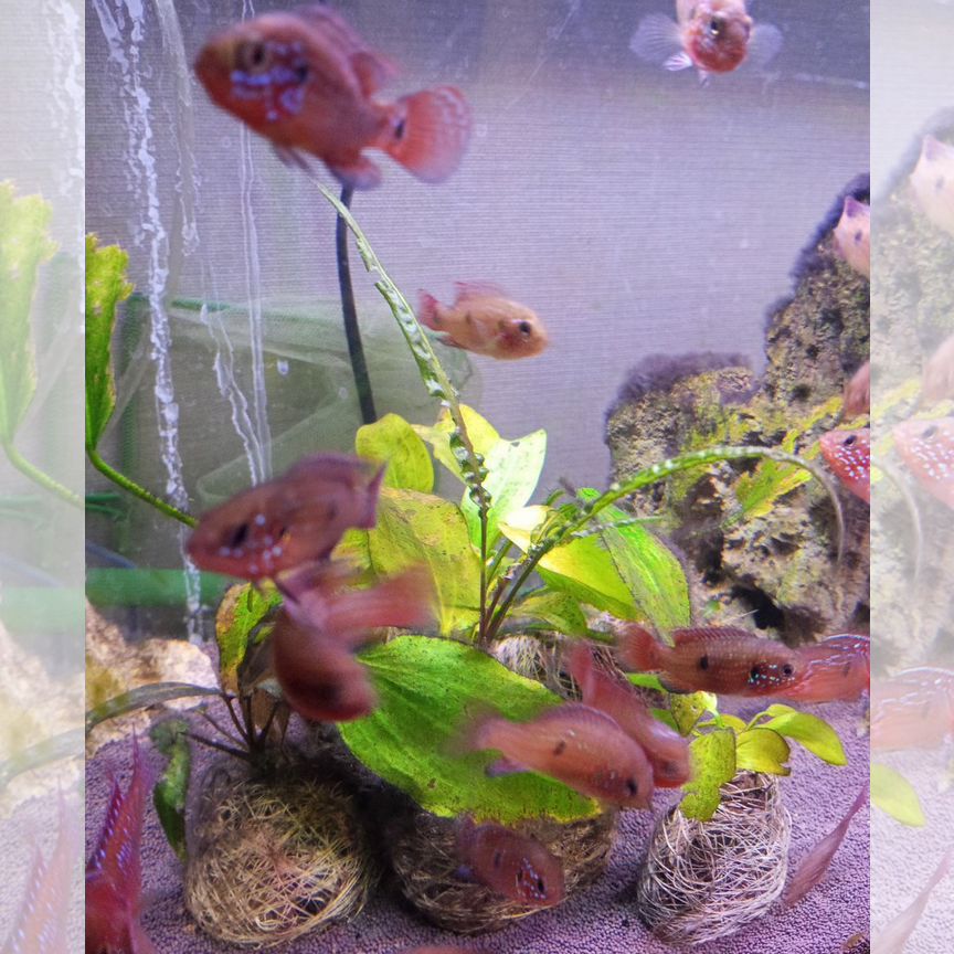 Хромис красавец